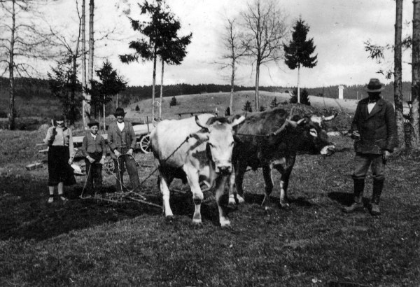 1960-1970 Ivanje selo – Brananje njive | Stare slike